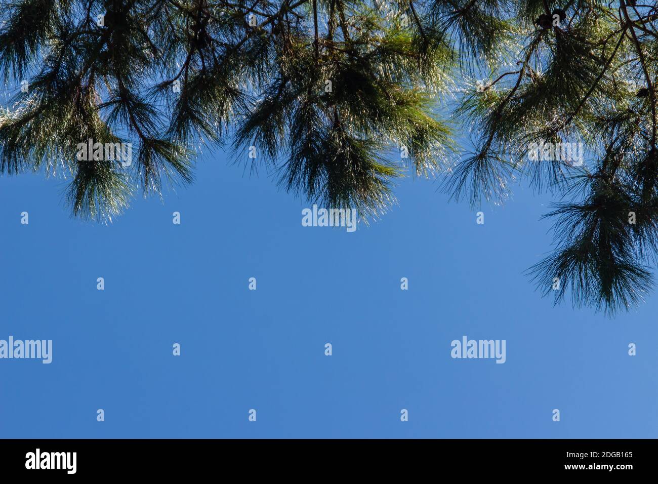 Looking-up view of a beautiful tropical pine tree with blue sunny sky ...