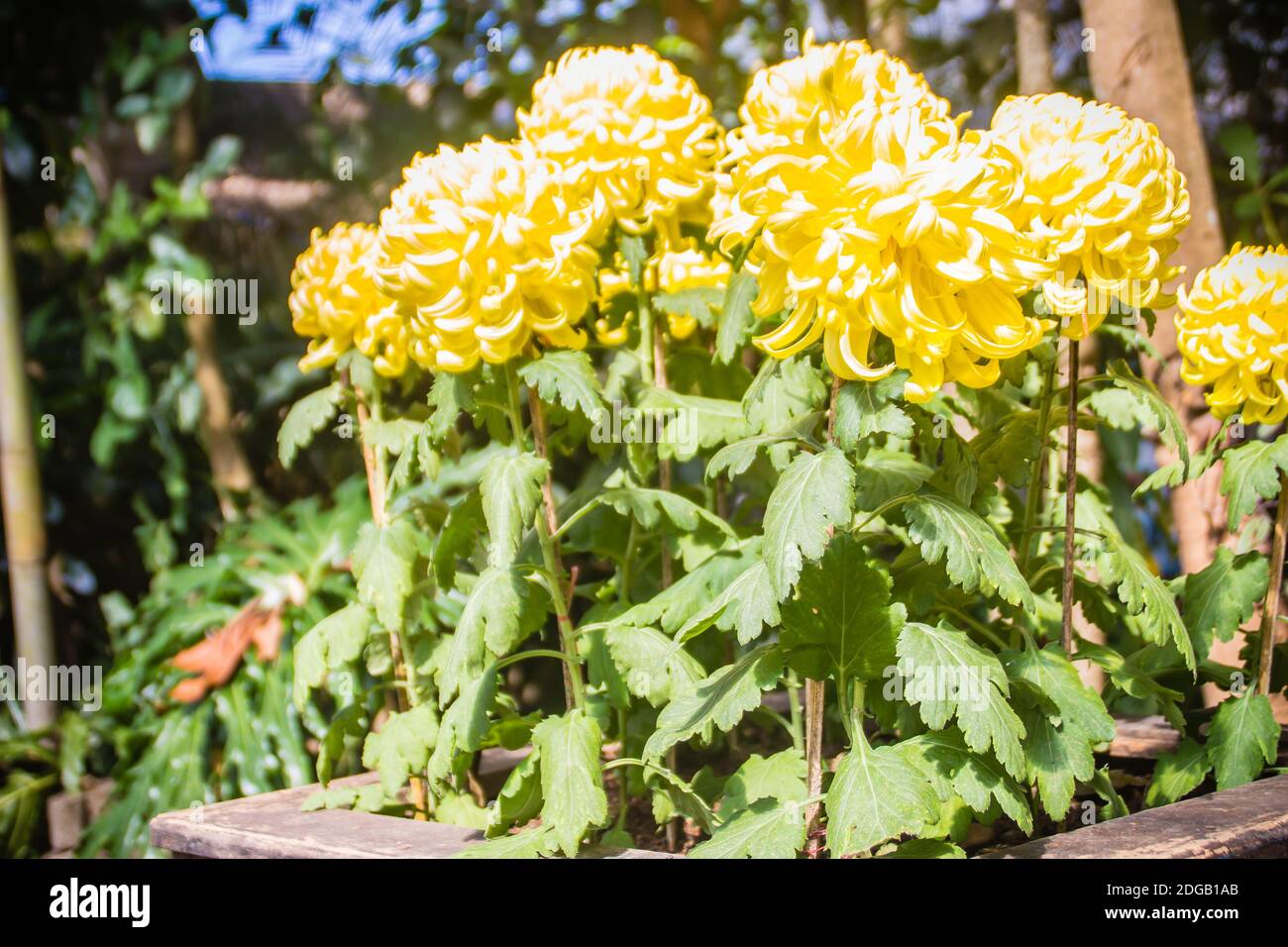 Beautiful yellow Chrysanthemums flower, also known as mums or ...