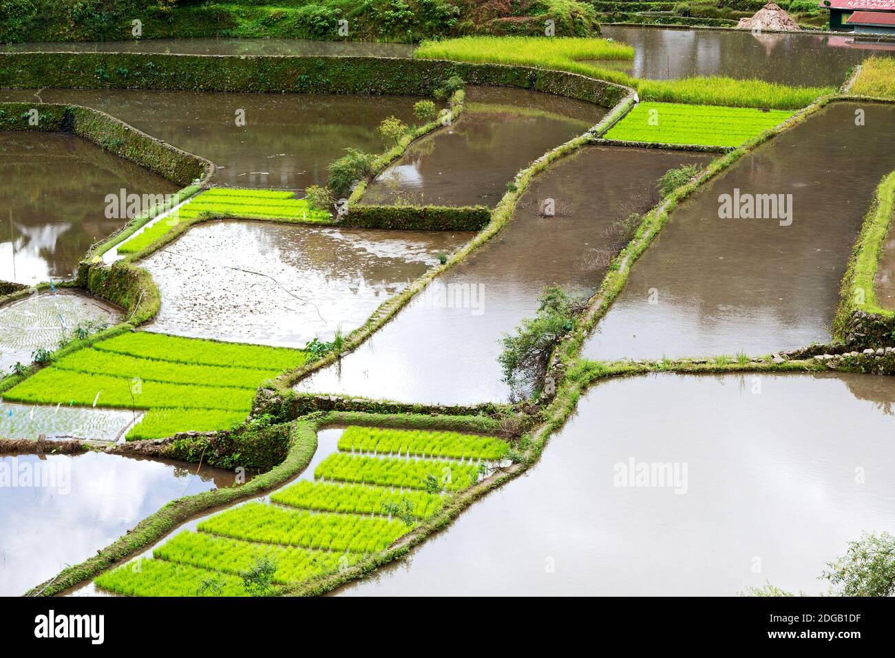 Terrace field for coultivation of rice Stock Photo - Alamy