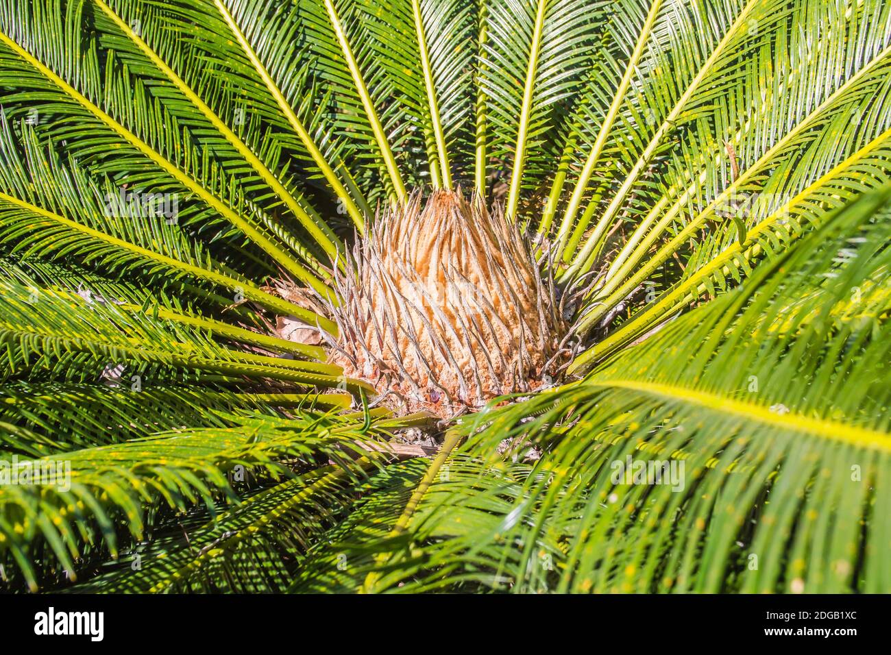 Green Cycas siamensis Miq, a species of Cycad endemic to Myanmar ...