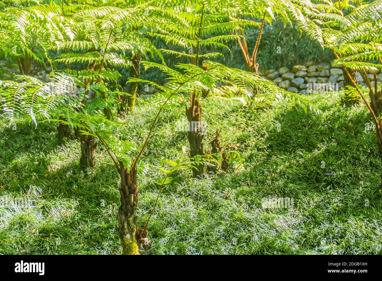 Evergreen fern forest in between the trekking trail. Peaceful ...