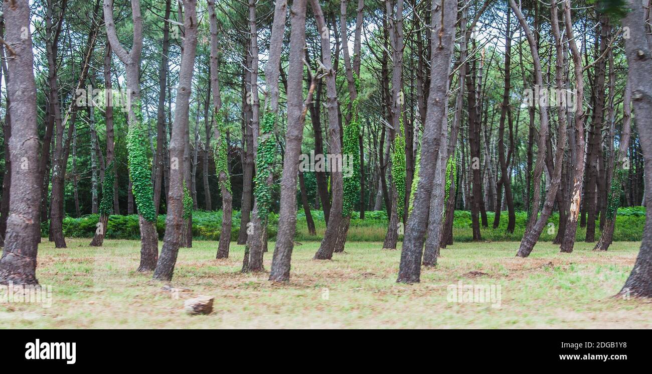 Dense pine forest with bushes in the vicinity of Carnac Stock Photo - Alamy