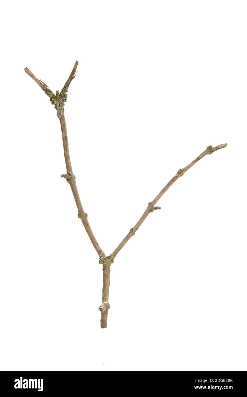 tree branch without leaves isolated on white Stock Photo - Alamy