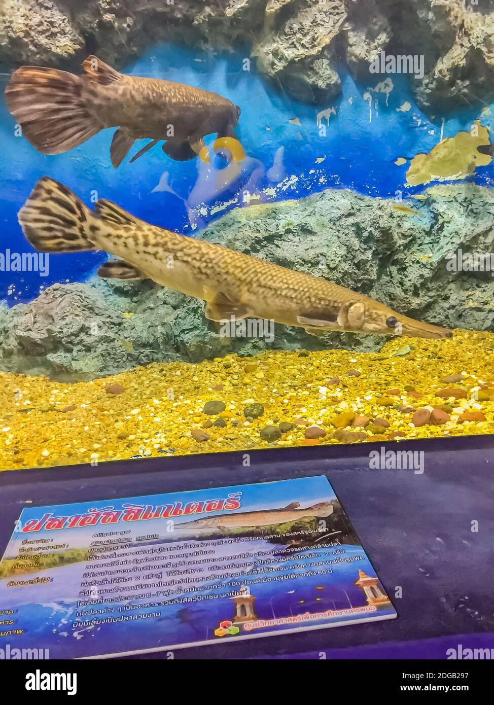 Rare Freshwater Fish Species