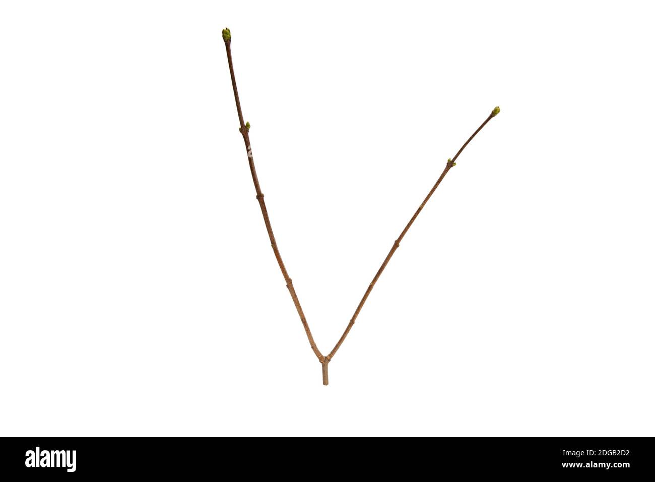 tree branch without leaves isolated on white Stock Photo - Alamy