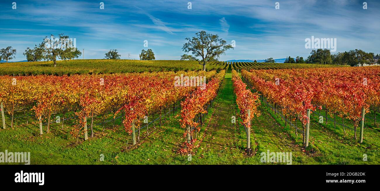 Autumn vineyard at Napa Valley, California, USA Stock Photo - Alamy
