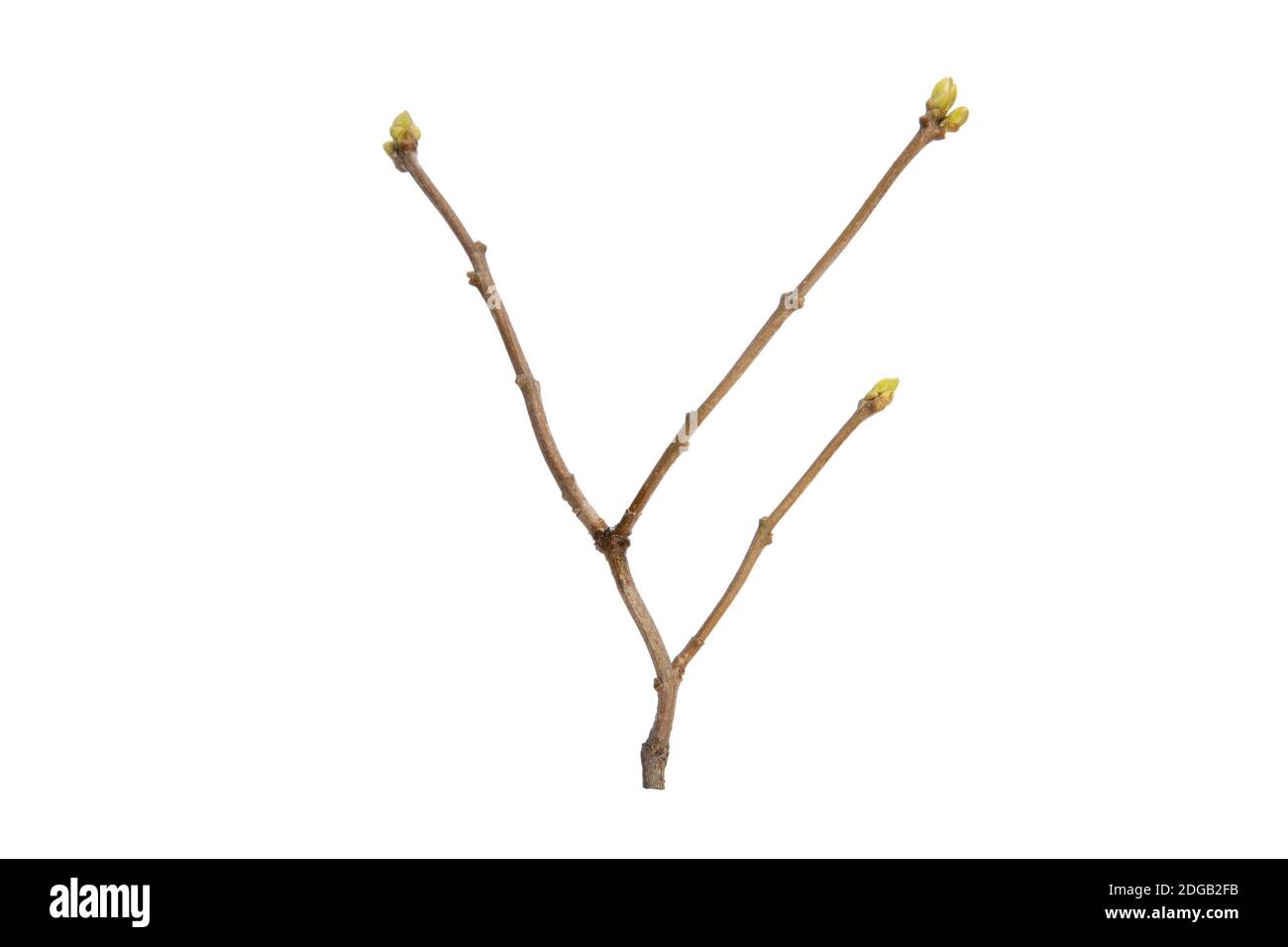 tree branch without leaves isolated on white Stock Photo - Alamy