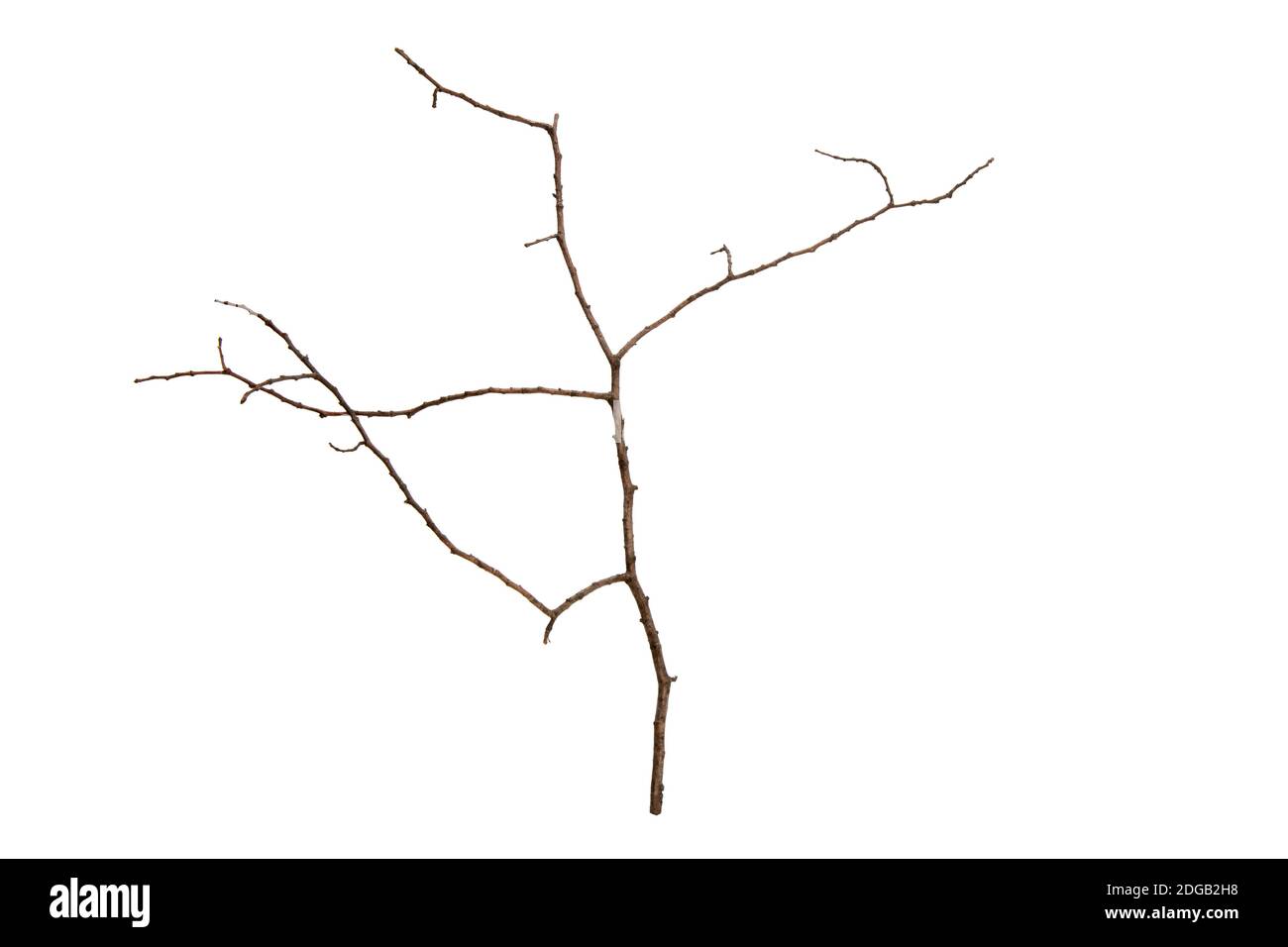 tree branch without leaves isolated on white Stock Photo - Alamy