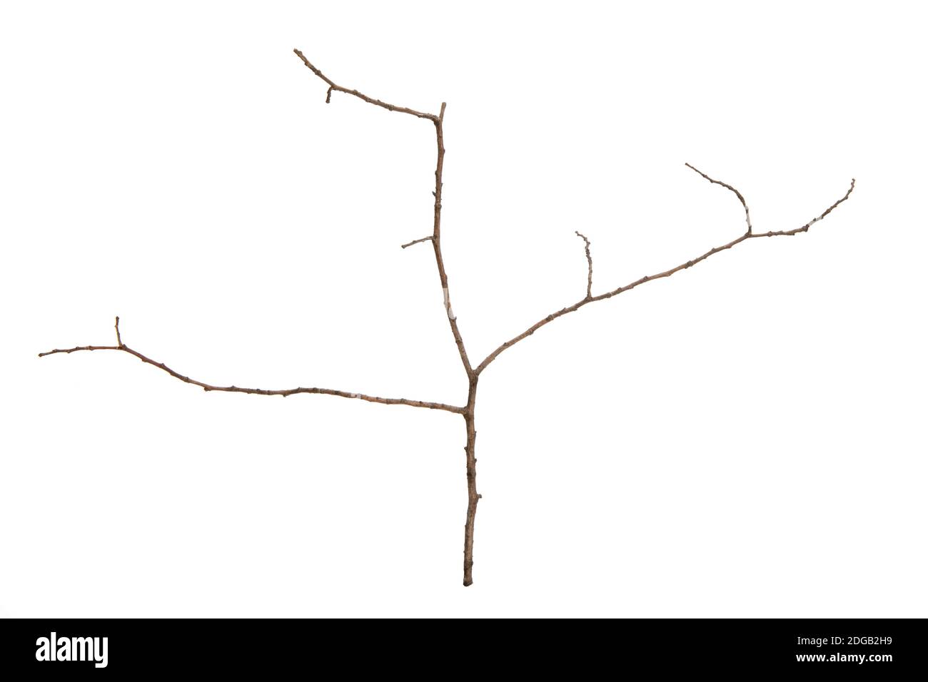 tree branch without leaves isolated on white Stock Photo - Alamy