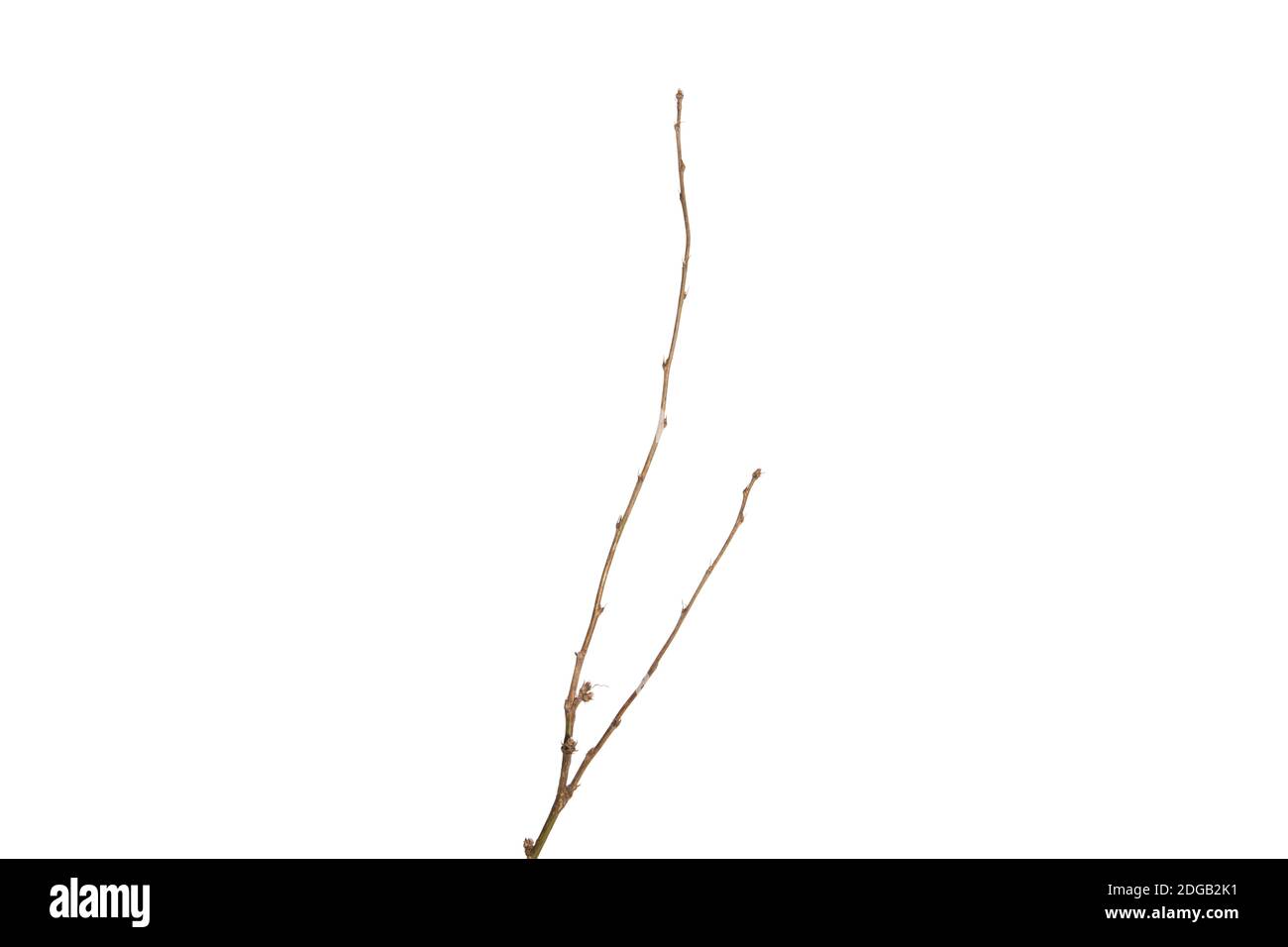 tree branch without leaves isolated on white Stock Photo - Alamy