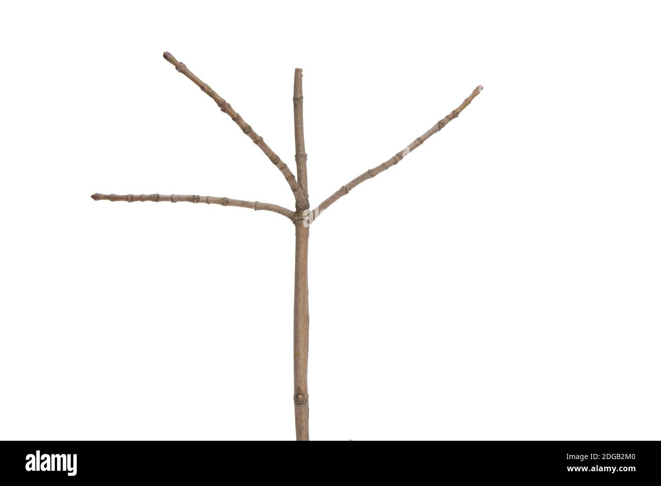 tree branch without leaves isolated on white Stock Photo - Alamy