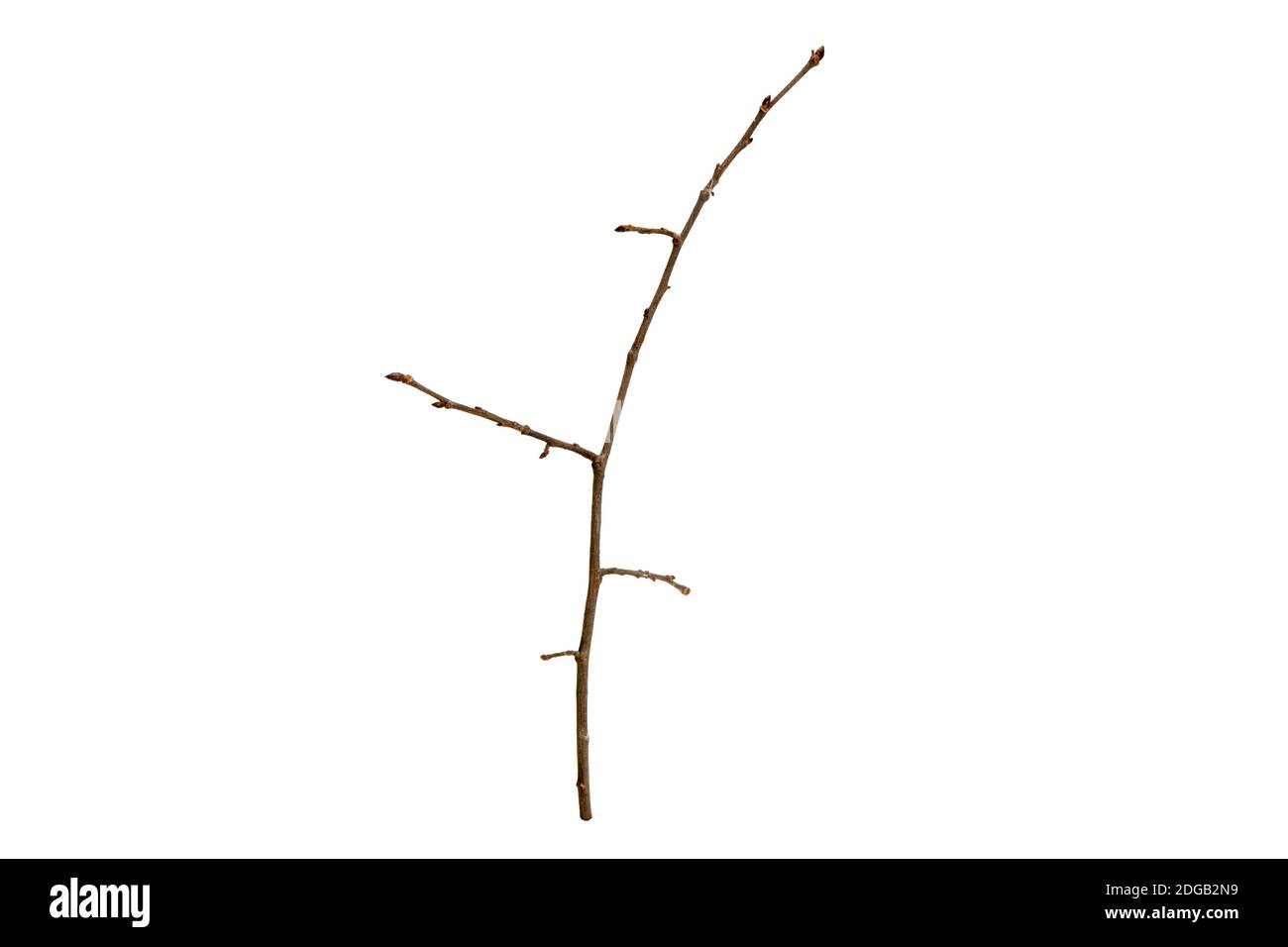tree branch without leaves isolated on white Stock Photo - Alamy