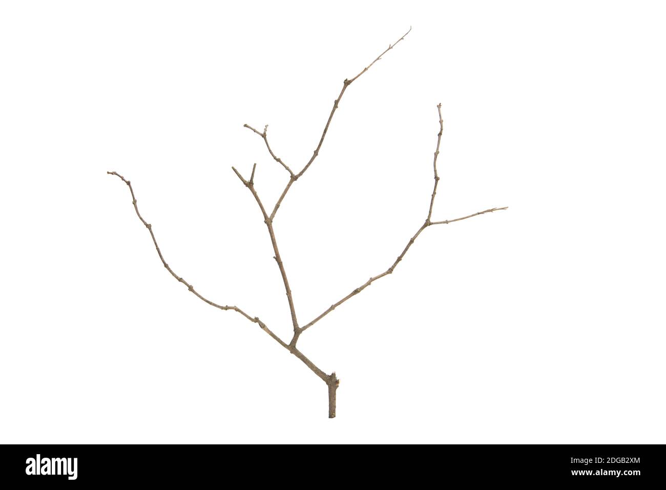 tree branch without leaves isolated on white Stock Photo - Alamy