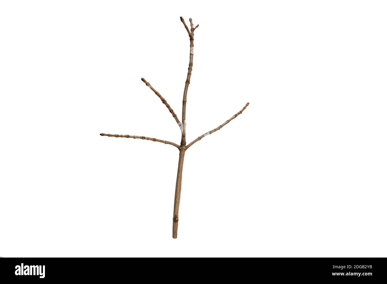 tree branch without leaves isolated on white Stock Photo - Alamy