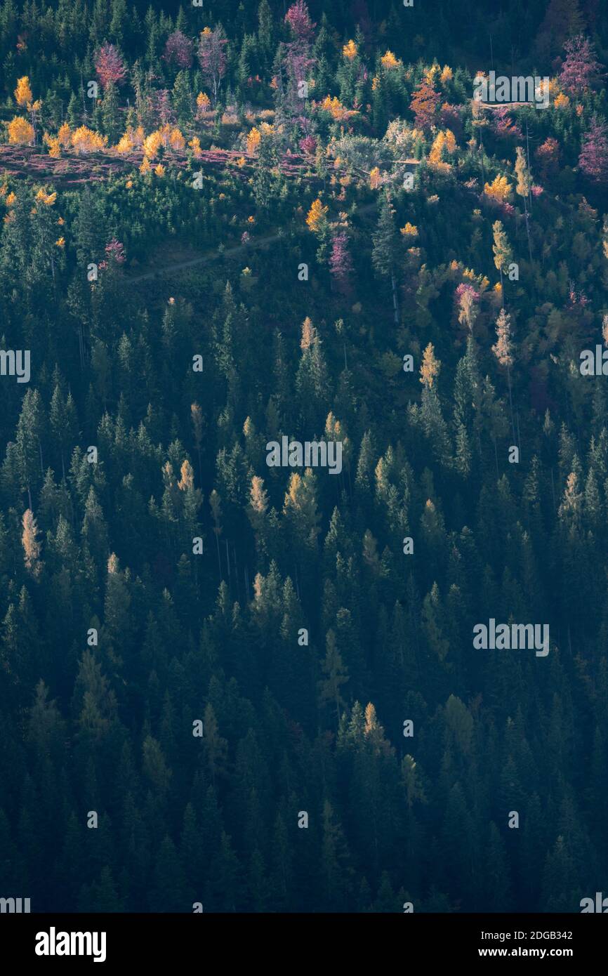 Alpine Forests in Austria Stock Photo - Alamy