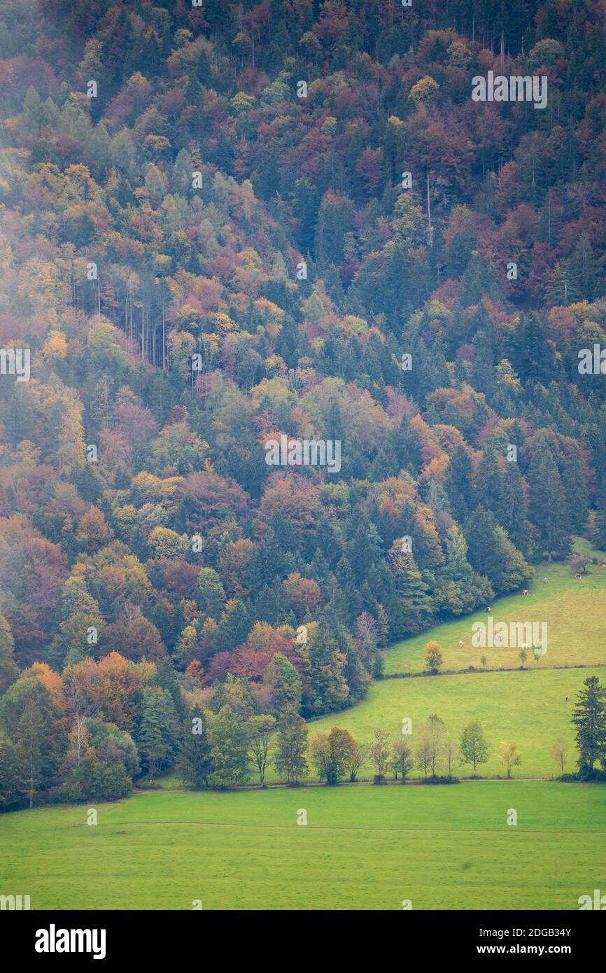 Alpine Forests in Austria Stock Photo - Alamy
