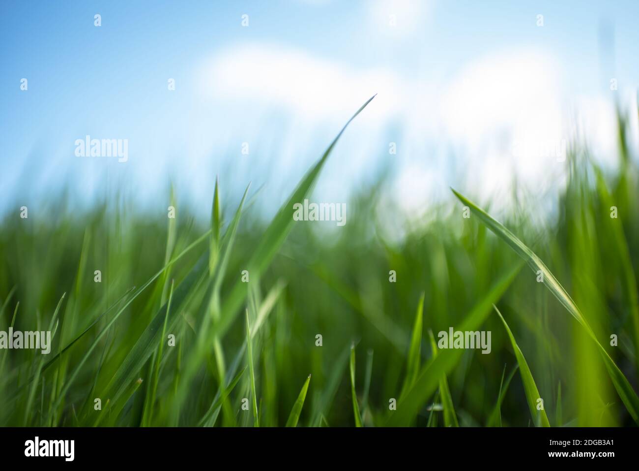 Green Grass Macro Stock Photo - Alamy
