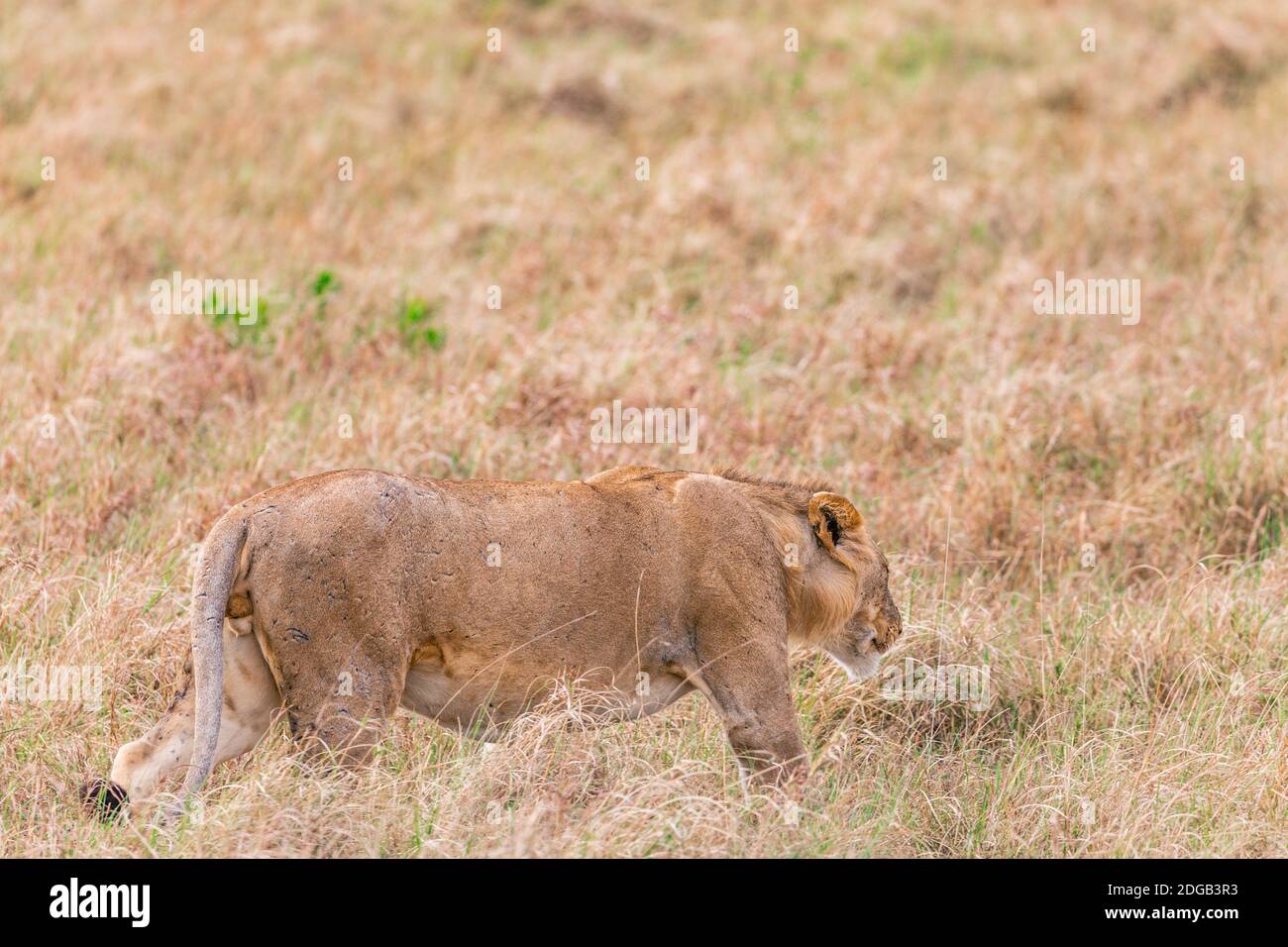 Wildlife Animals At The Maasai Mara National Reserve Park In Narok ...