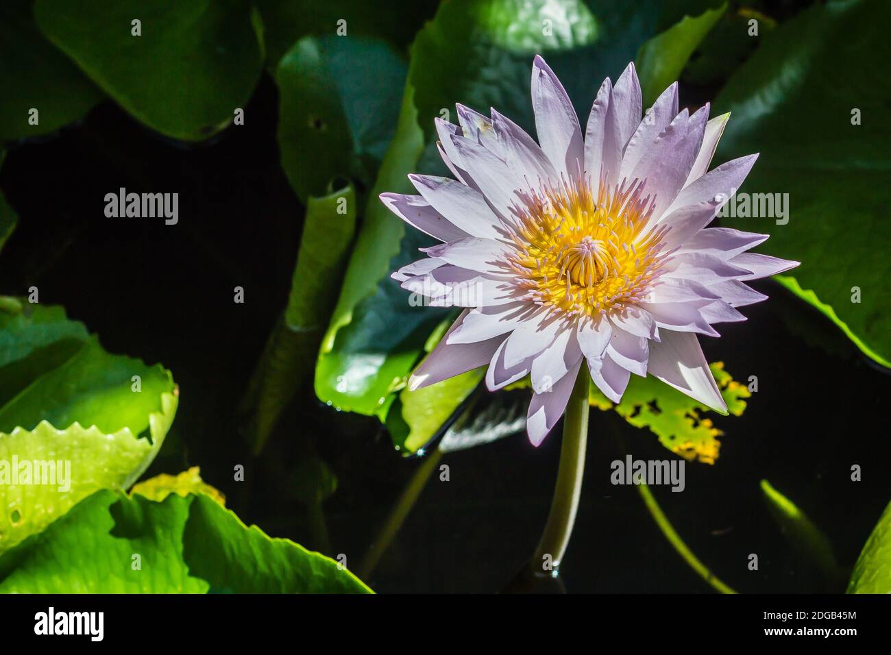 Beautiful blooming lotus flower on green leaves background. Lotus with ...
