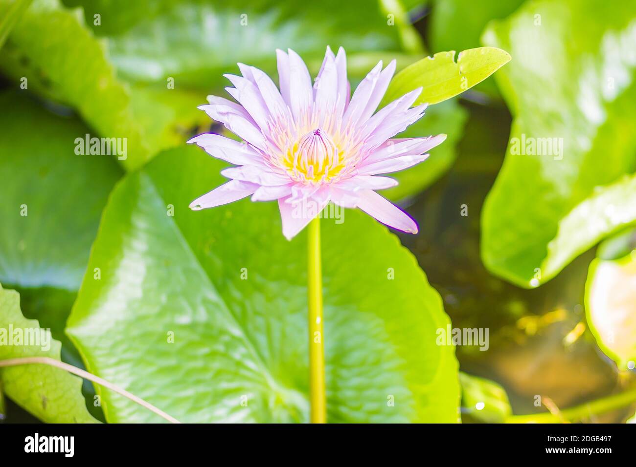 Beautiful blooming lotus flower on green leaves background. Lotus with ...