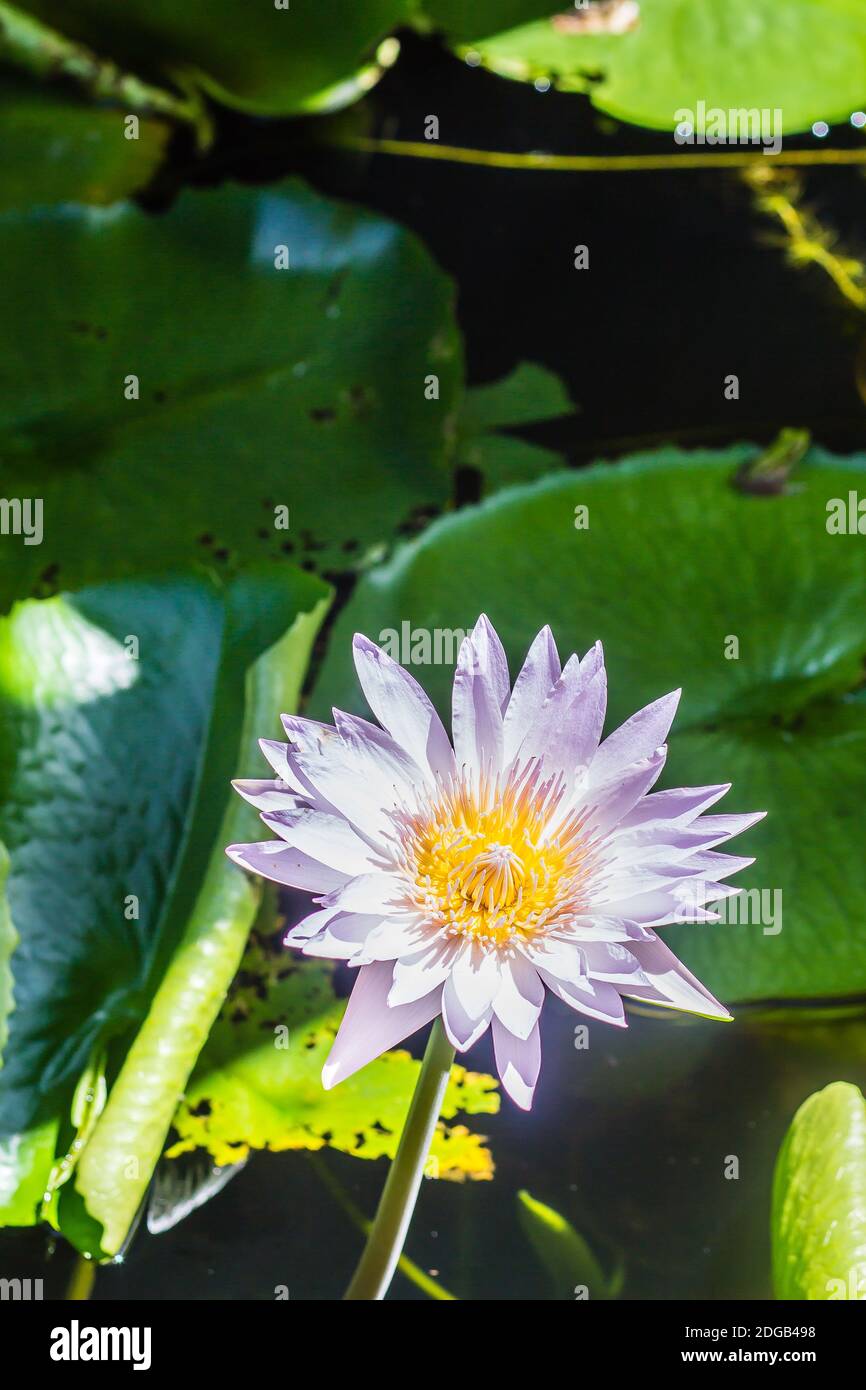 Beautiful blooming lotus flower on green leaves background. Lotus with ...