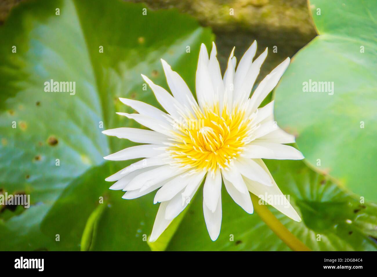 Beautiful blooming lotus flower on green leaves background. Lotus with ...
