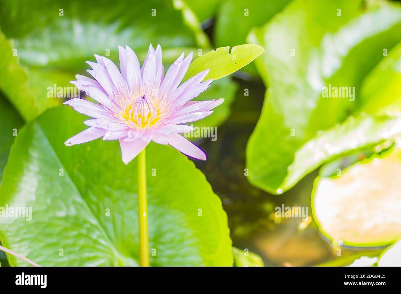 Beautiful blooming lotus flower on green leaves background. Lotus with ...