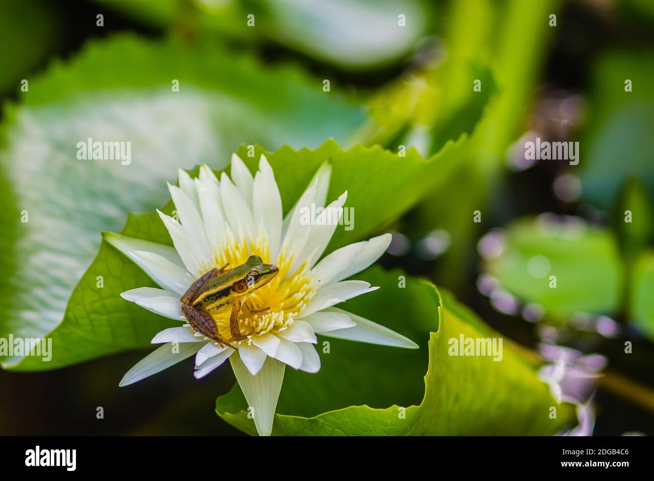 A cute green frog on the lotus flower in the pond. Guangdong frog ...