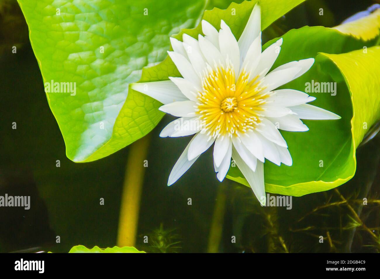 Yellow Lotus Flower Wallpaper
