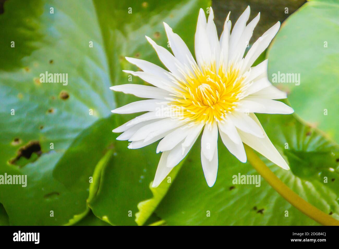 Beautiful blooming lotus flower on green leaves background. Lotus with ...