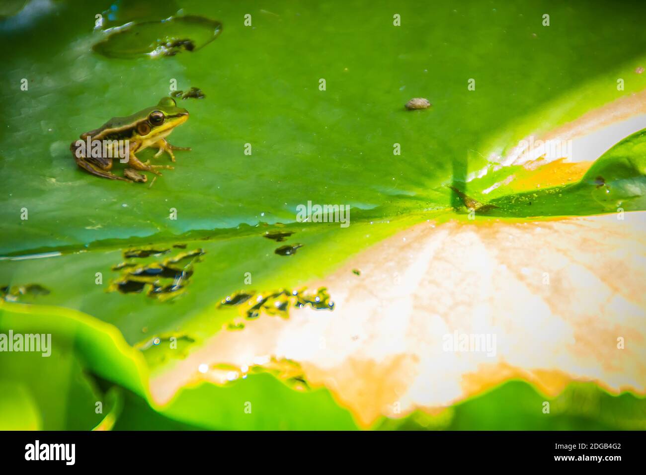Long toed frog hi-res stock photography and images - Alamy