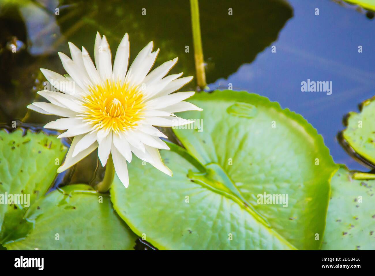 Beautiful blooming lotus flower on green leaves background. Lotus with ...