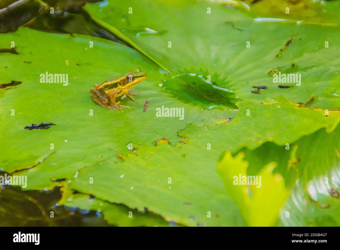 Long Toed Frog High Resolution Stock Photography and Images - Alamy
