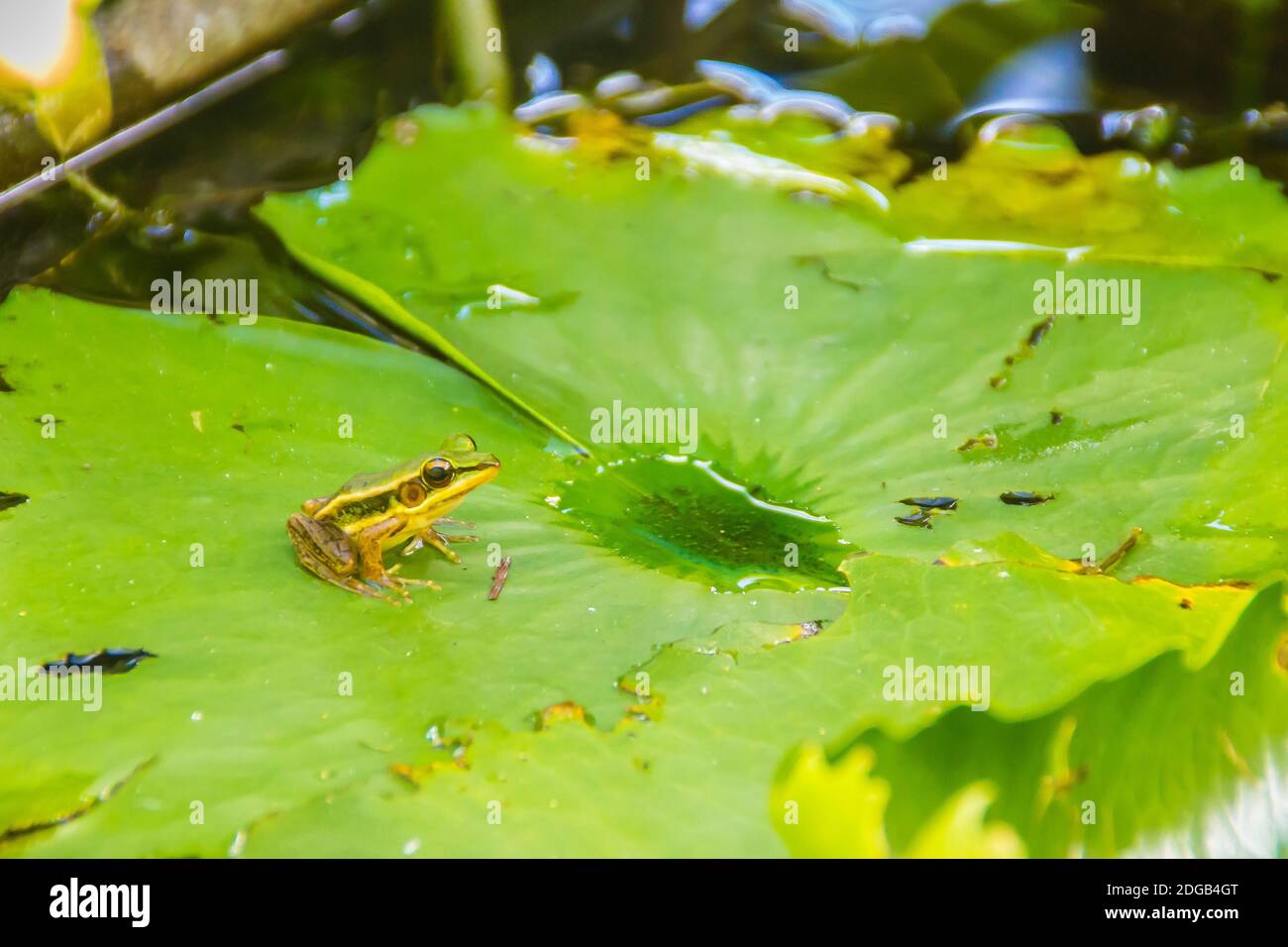 Long toed frog hi-res stock photography and images - Alamy