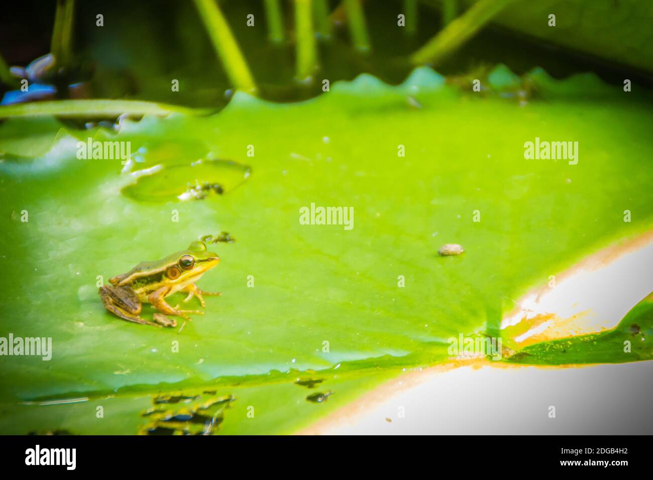 Long toed frog hi-res stock photography and images - Alamy