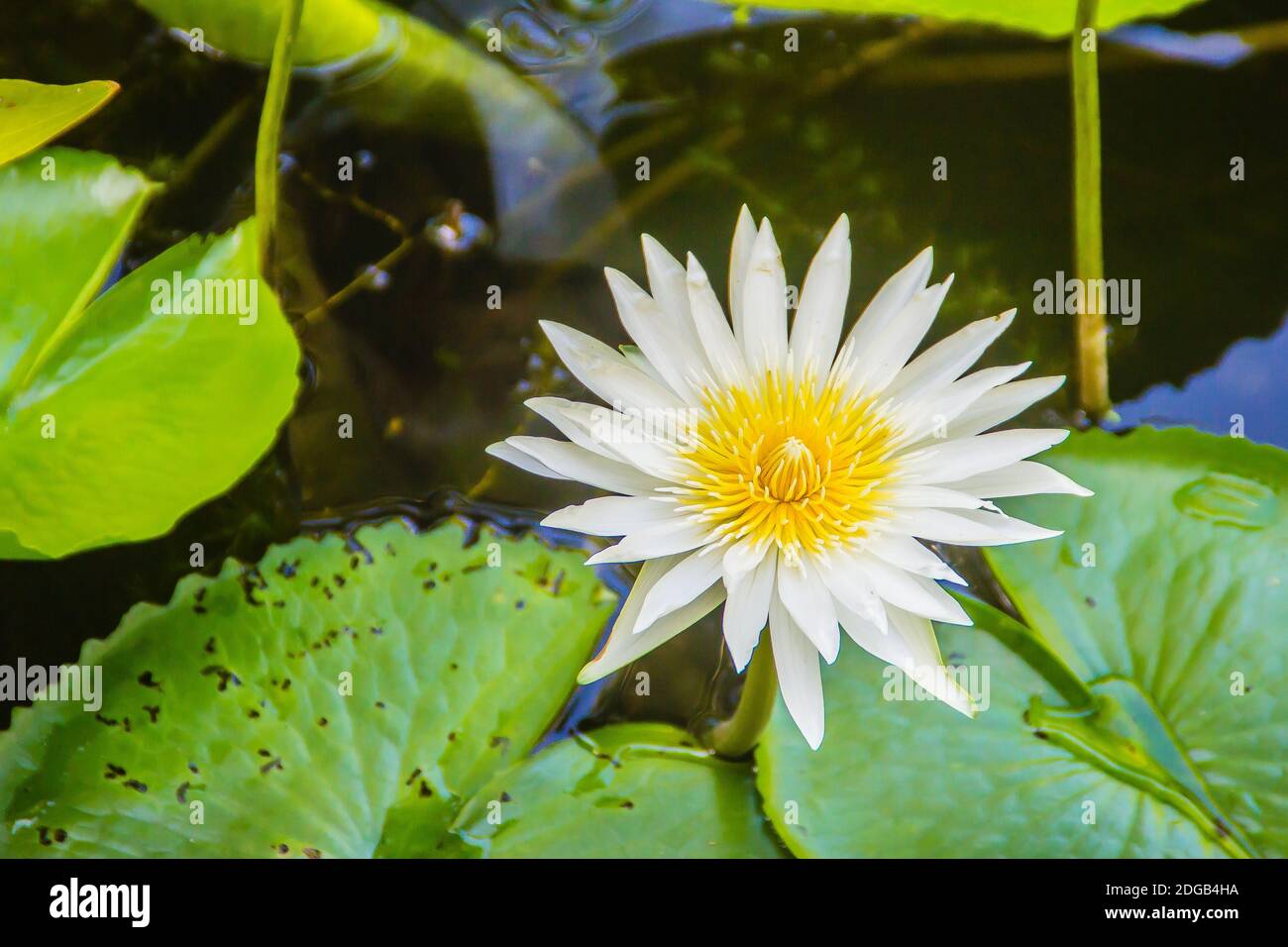 Beautiful blooming lotus flower on green leaves background. Lotus with ...