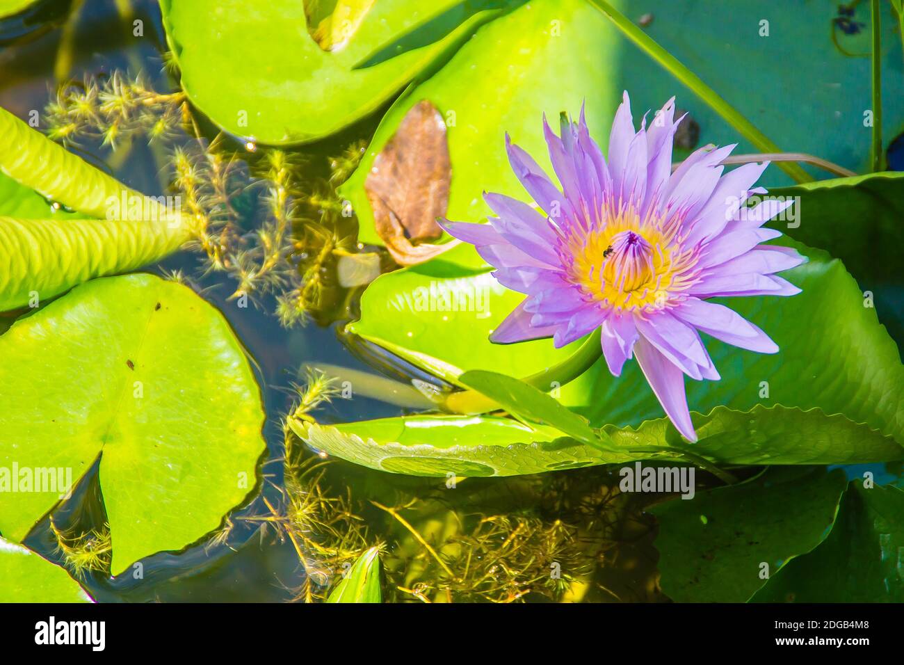 Beautiful blooming lotus flower on green leaves background. Lotus with ...
