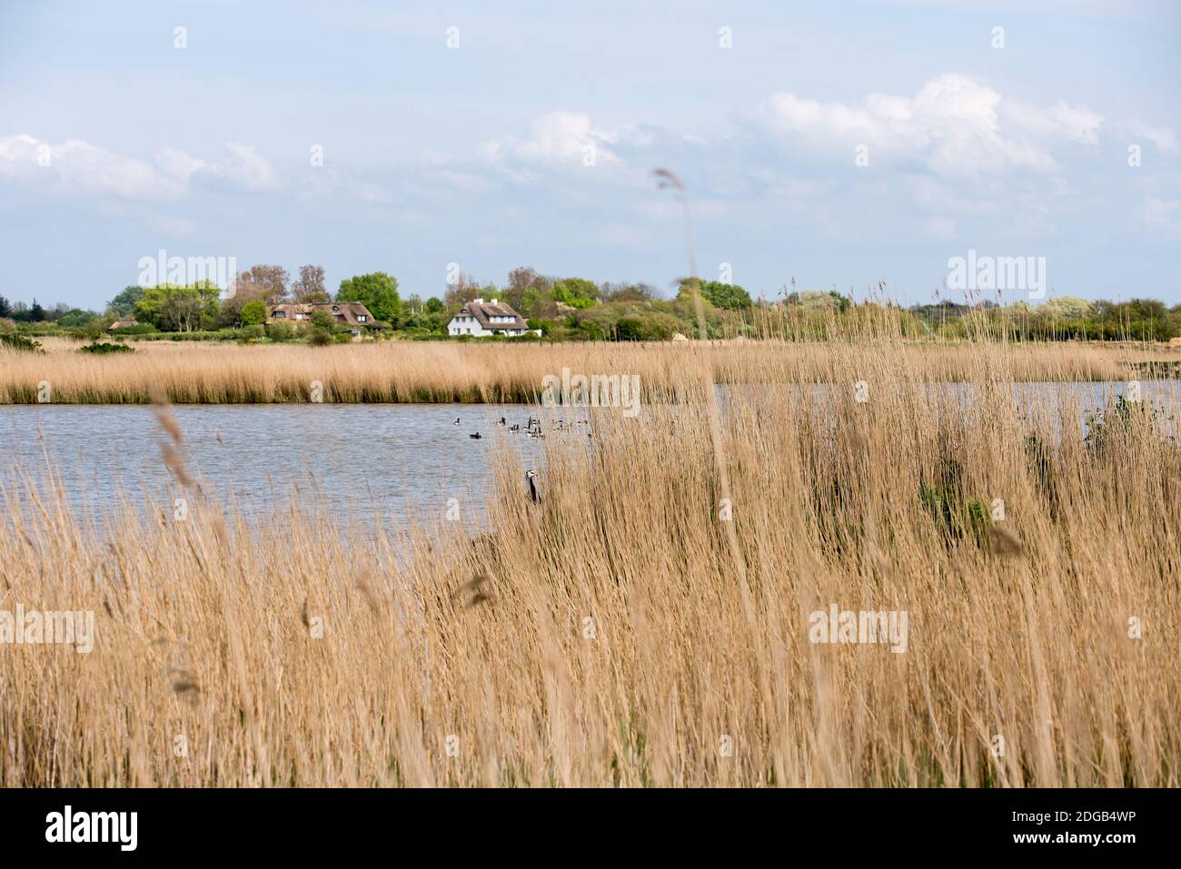 Schilffelder hi-res stock photography and images - Alamy