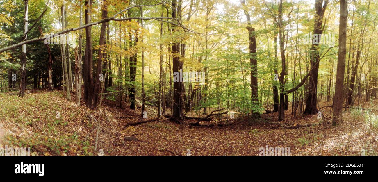 Forest, Kaaterskill Falls area, Catskill Mountains, New York State, USA ...