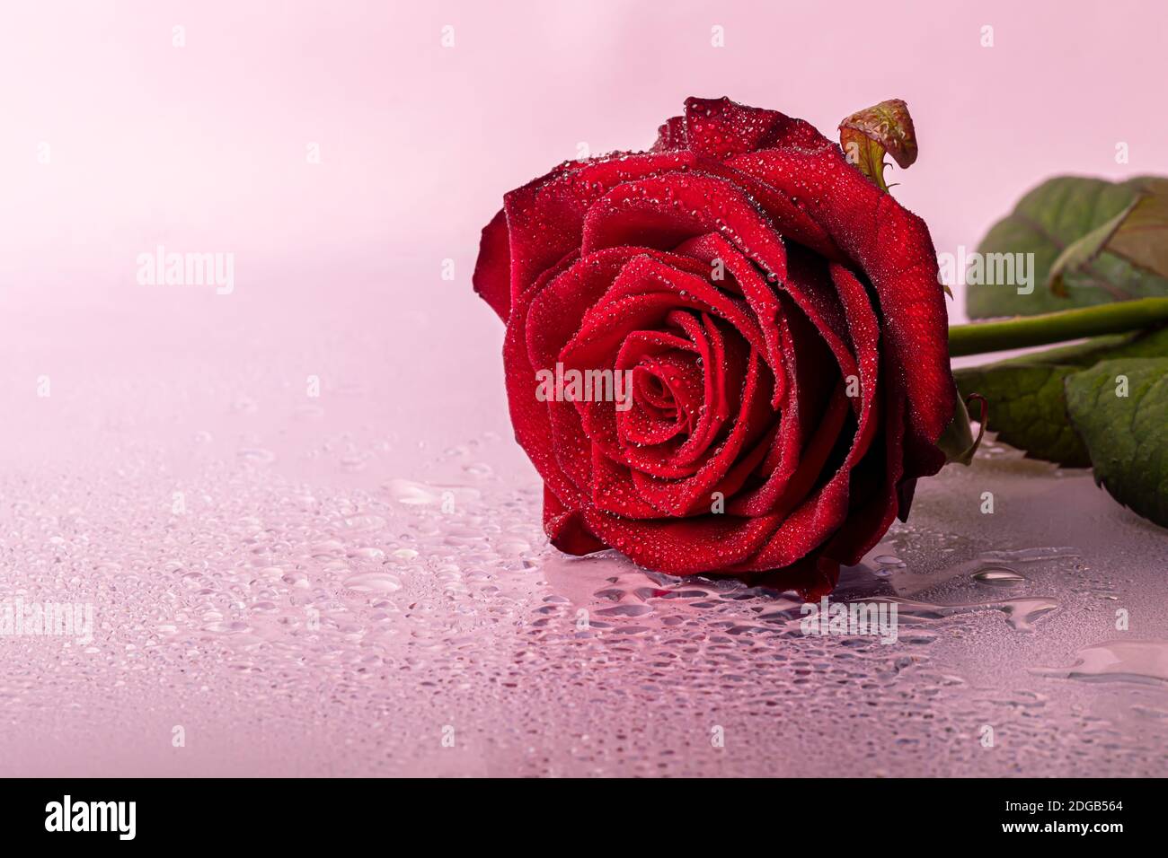 A bouquet of roses for the holiday. Women's day, Valentine's Day, name ...