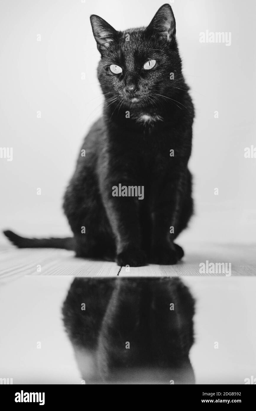Cat Sitting in b/w Stock Photo - Alamy