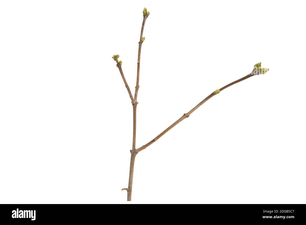 tree branch without leaves isolated on white Stock Photo - Alamy