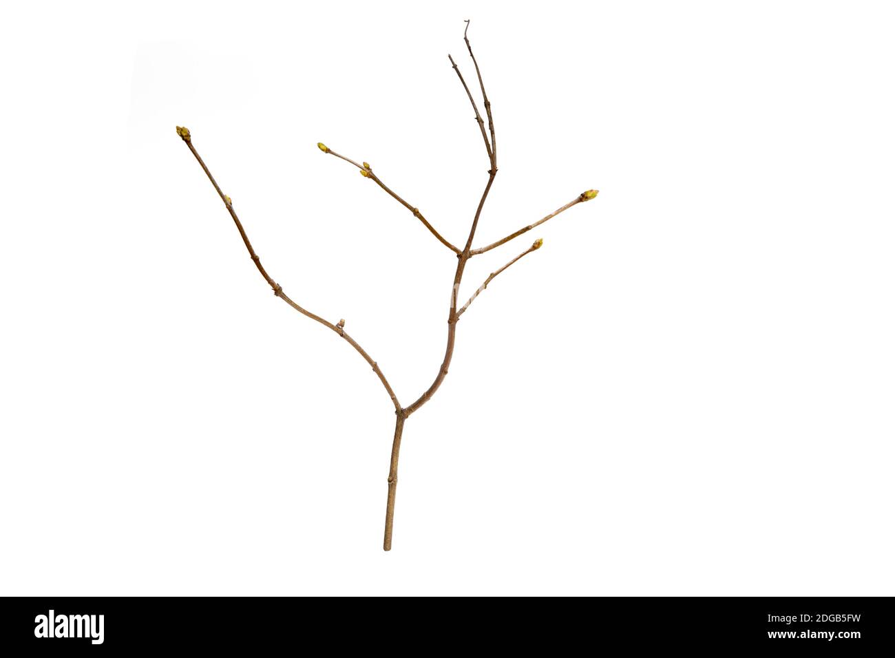 tree branch without leaves isolated on white Stock Photo - Alamy