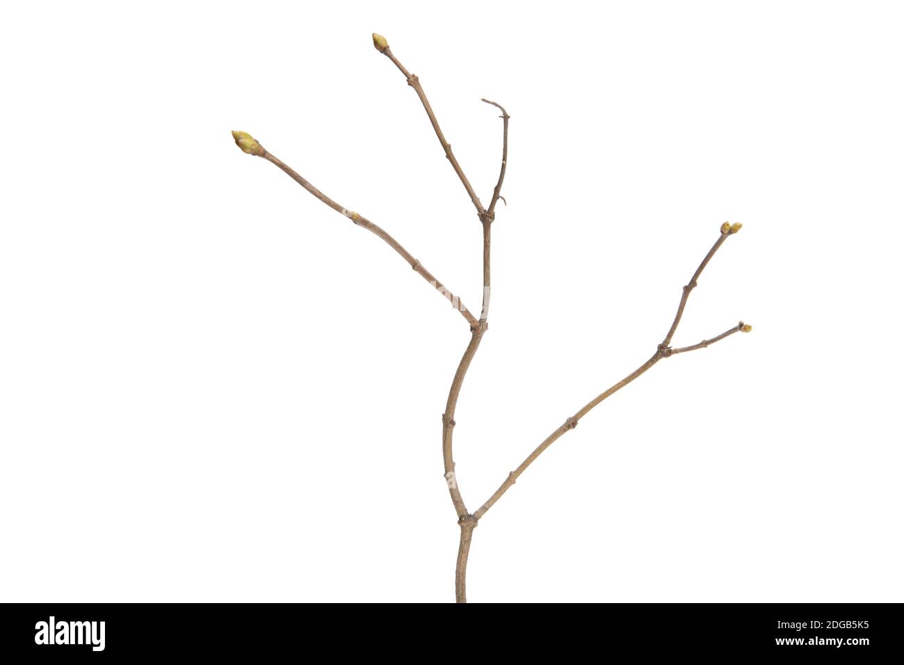 tree branch without leaves isolated on white Stock Photo - Alamy