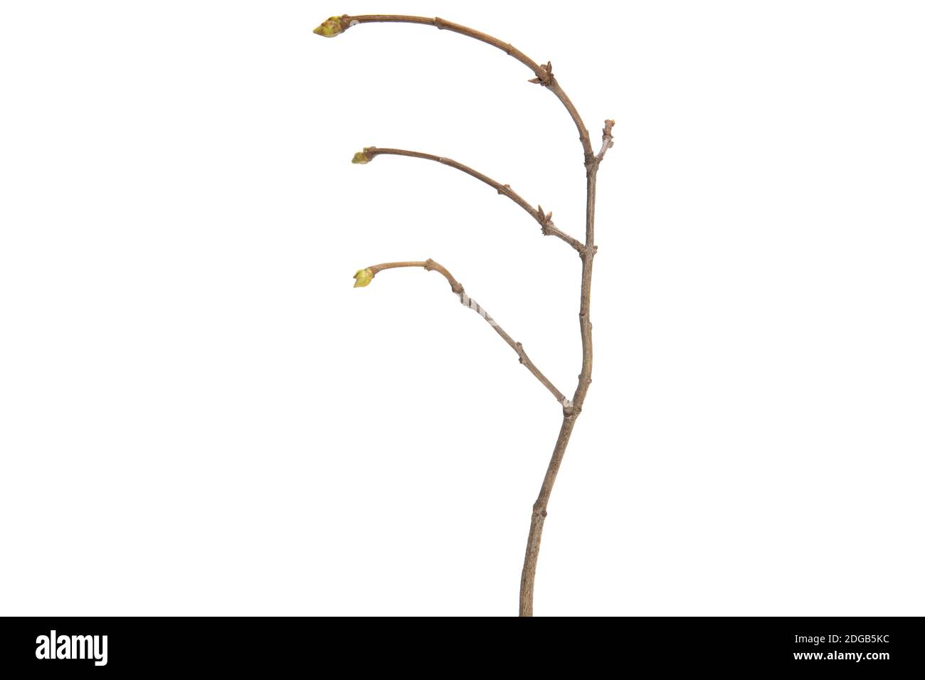 tree branch without leaves isolated on white Stock Photo - Alamy
