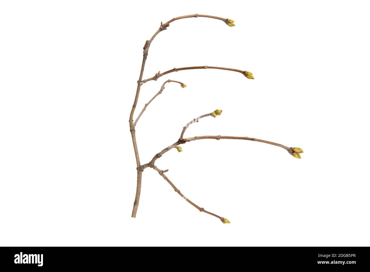 tree branch without leaves isolated on white Stock Photo - Alamy