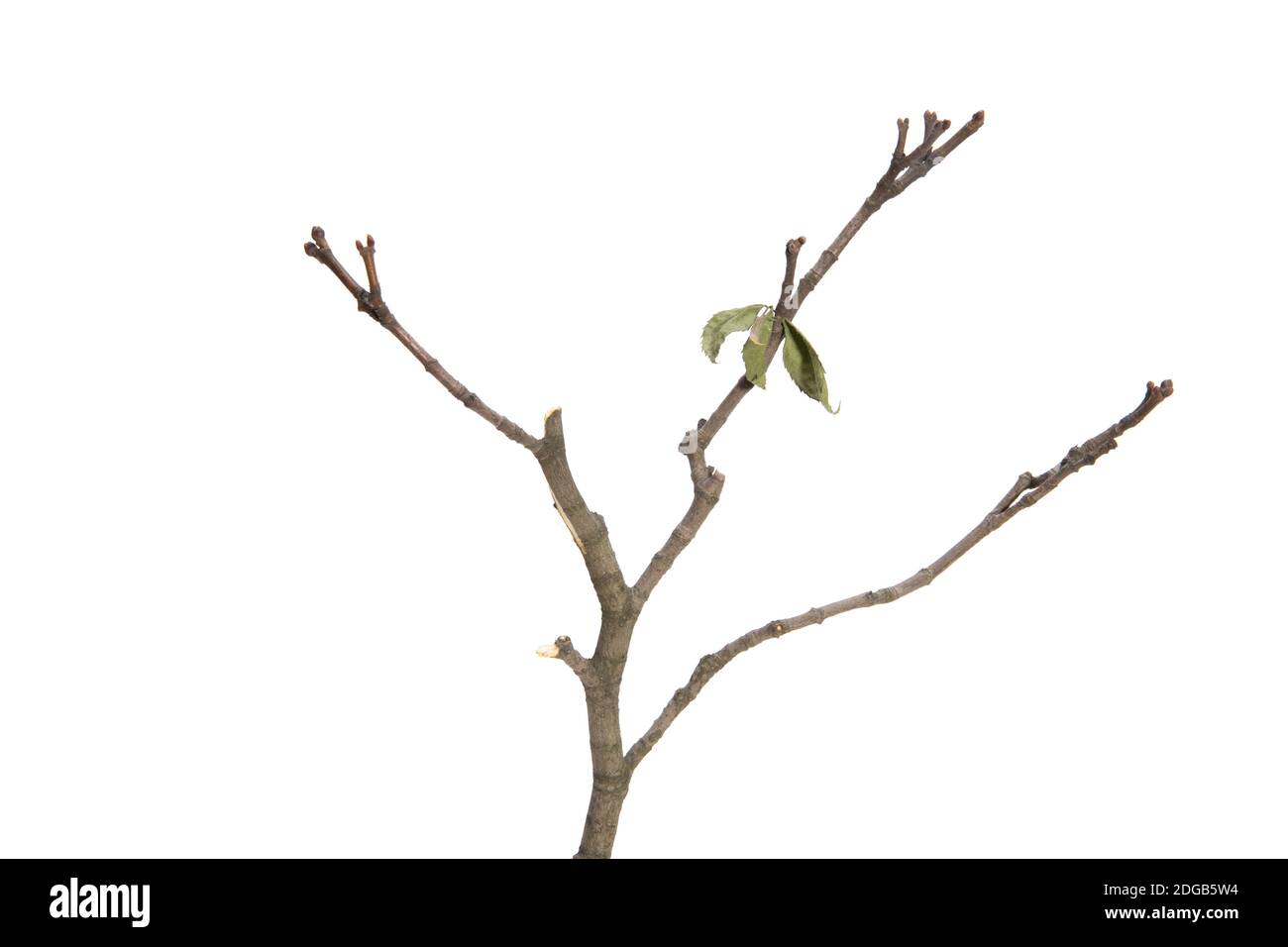 tree branch without leaves isolated on white Stock Photo - Alamy