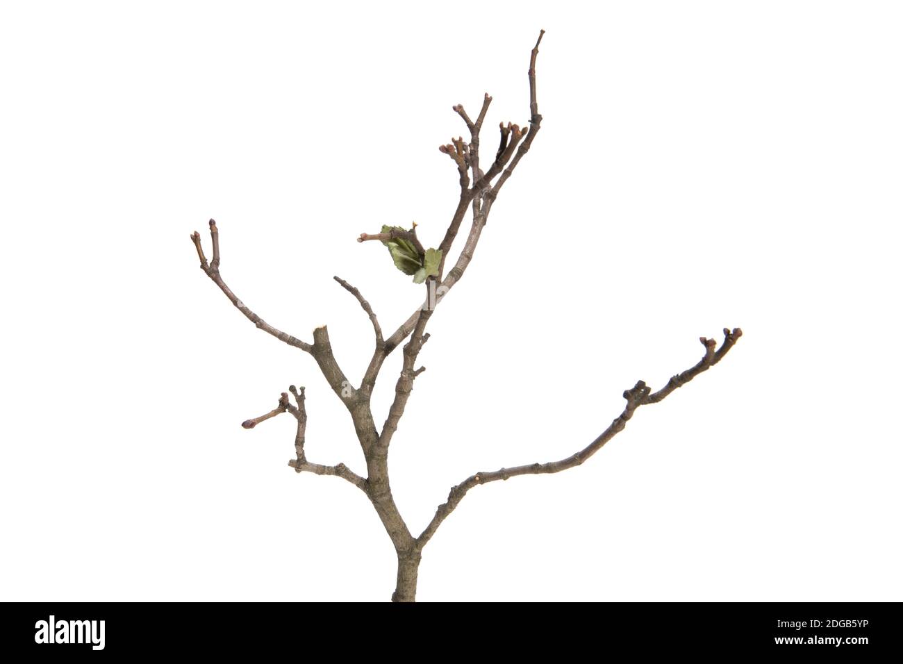 tree branch without leaves isolated on white Stock Photo - Alamy
