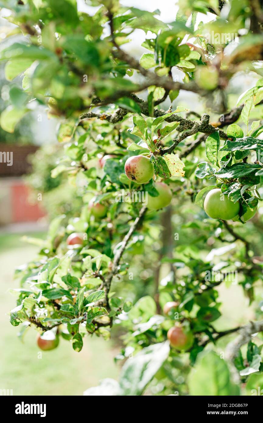 Apples on the tree Stock Photo - Alamy
