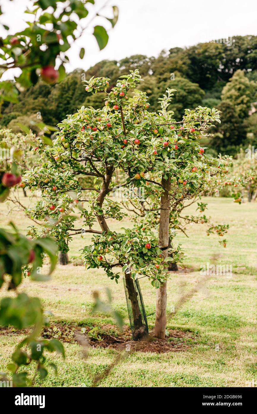 Leafy apple tree branch hi-res stock photography and images - Alamy